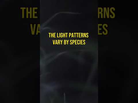 Firefly Magic: Illuminating Nature's Wonders #shorts