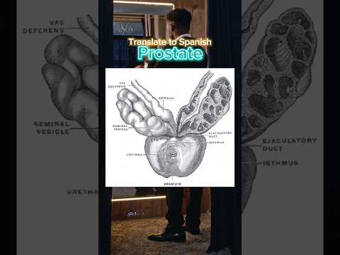 PROSTATE Definition to SPANISH | Medical