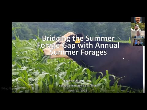 What About Summer Forages