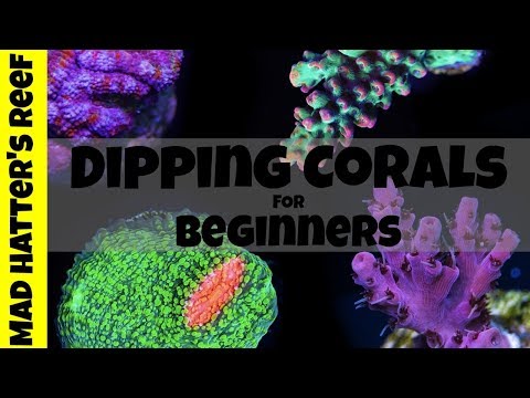 Dipping Corals for Beginners