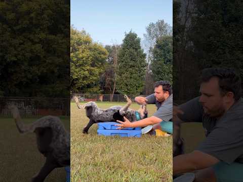 Teaching the Roll out of Arms Dog Trick after seeing Adrian Stoica and Macee do this at AWI finals!