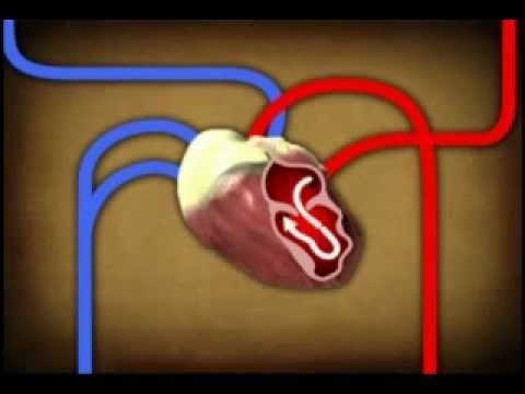 Animated View of The Circulatory System | Doraine's Circulatory System 101