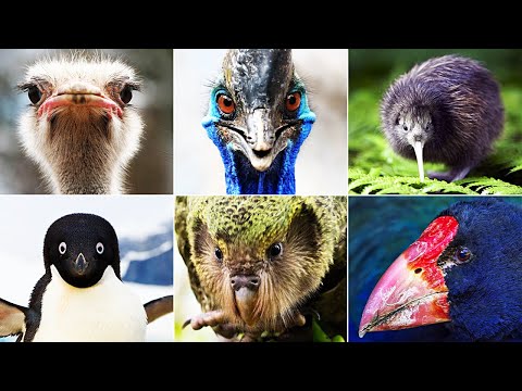 Discover the Fascinating World of Non-Flying Birds