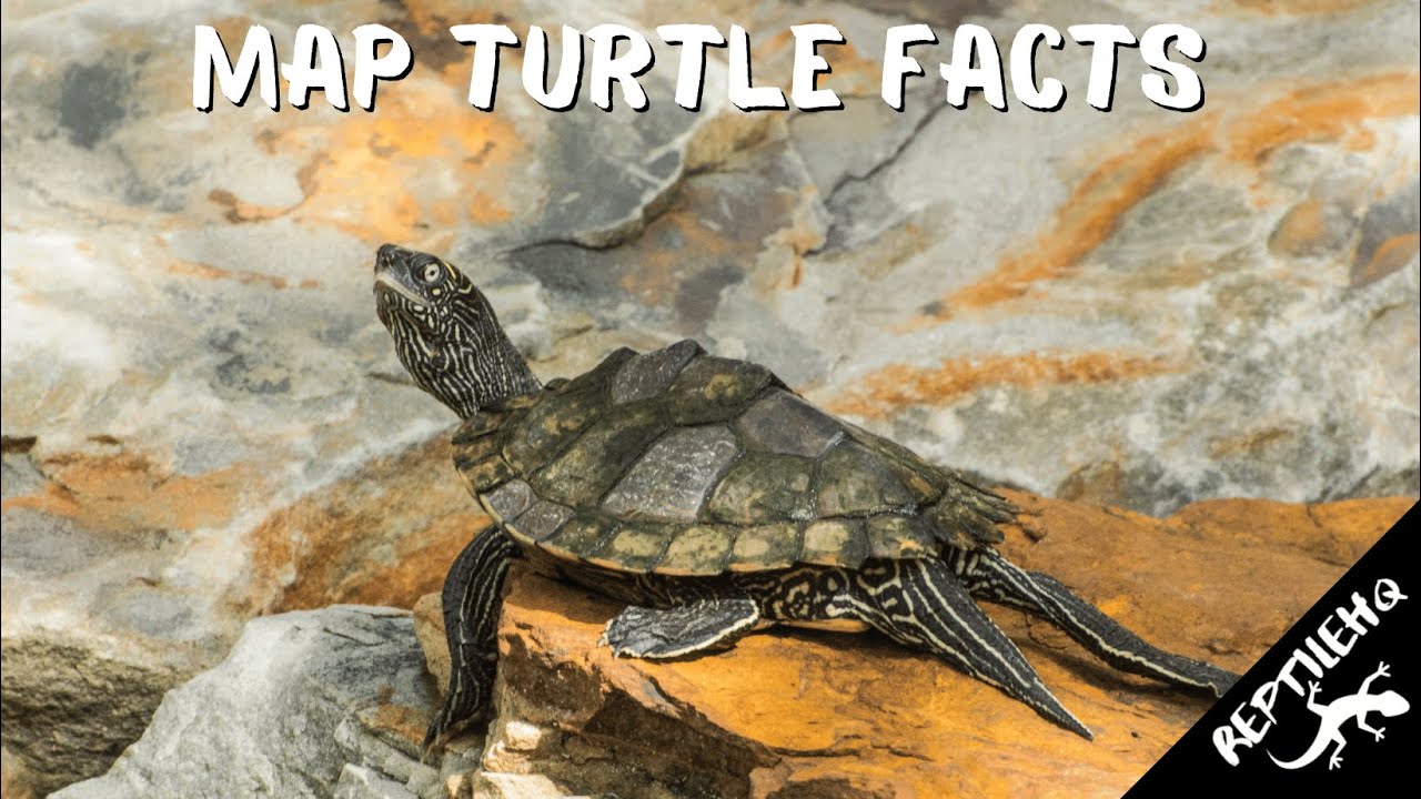 Interesting Map Turtle Facts and Information