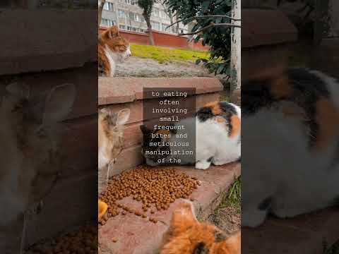 The unique anatomy of a cats jaw which is characterized by a fixed mandibular joint...