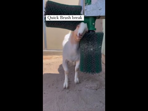 All Rescue Animals Absolutely Love These Automatic Brushes ❤️ | Farm Animal Refuge #shorts