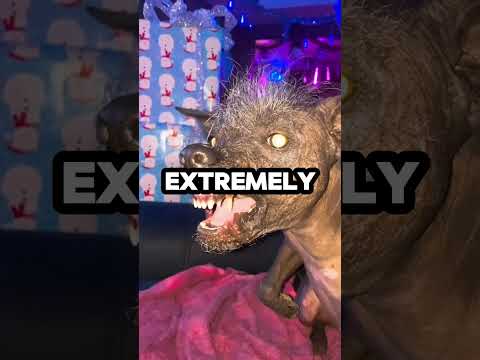 Crazy Pet Stores that don't Exist Anymore...
