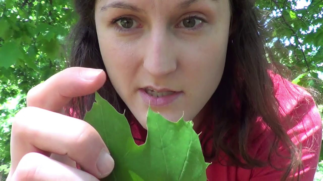 Tree identification: northern red oak