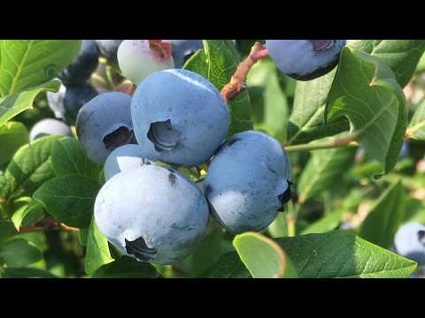 Michigan Blueberries: Fresh is Best