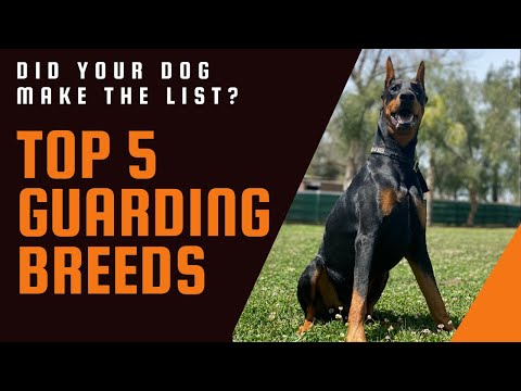 I use 3 criteria to determine the best personal and home protection dogs.