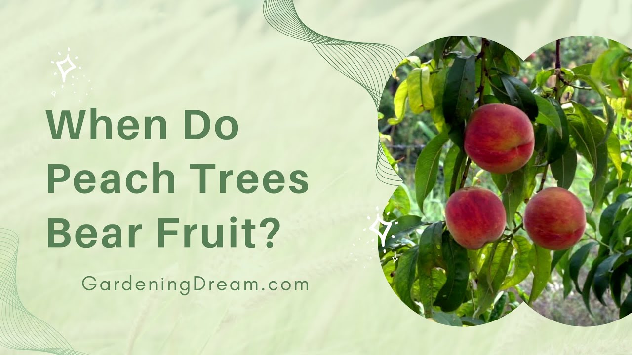 When Do Peach Trees Bear Fruit?