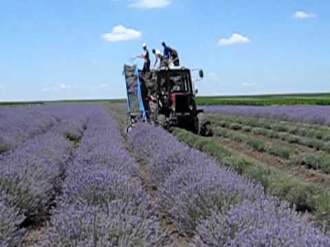 Recolección de lavanda – Conociendo a Bulgaria