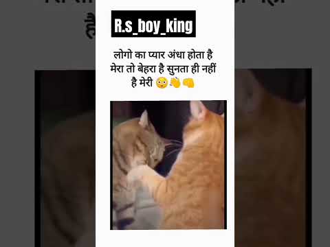 #funny #cat #shorts#viral #funnypost
