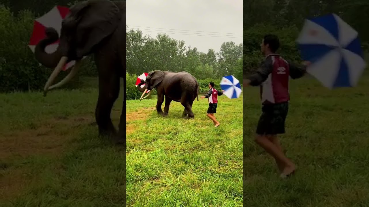 Elephant uses umbrella