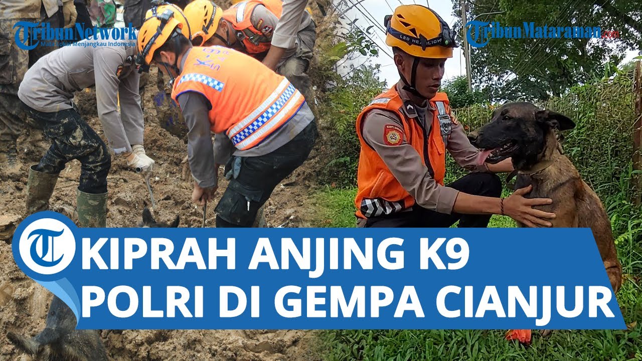 Kiprah Anjing Pelacak dari K9 Polri untuk Pencarian Korban Gempa ...