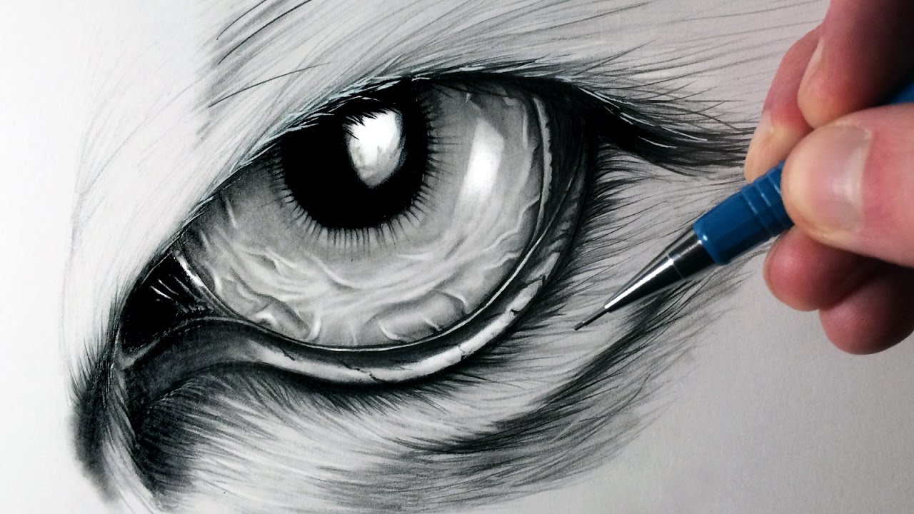 How to Draw a Tiger Eye
