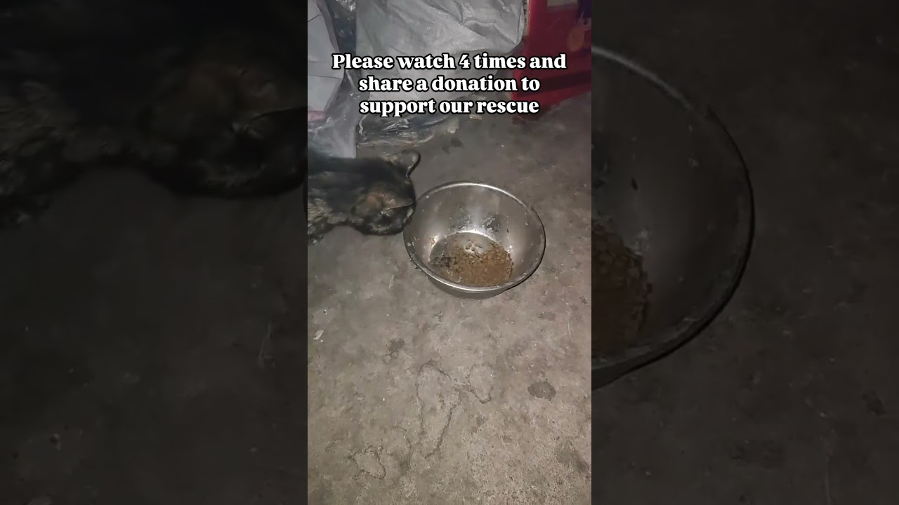 Wish if I could find a kind hearted person to support our new rescue kitten with food help.