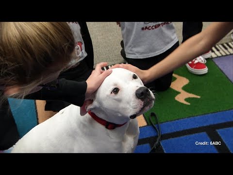 Meet The Deaf Pit Bull (+ His Owner) Helping Kids See “Disabilities” In ...