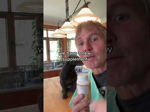 A kitchen spice for cancer in our dogs and cats
