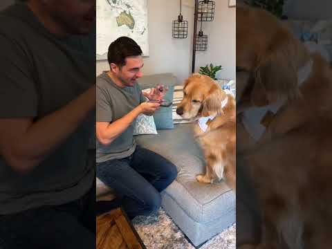 Dog translator app 🤯 Subscribe for part 2 #shorts #dog #comedy