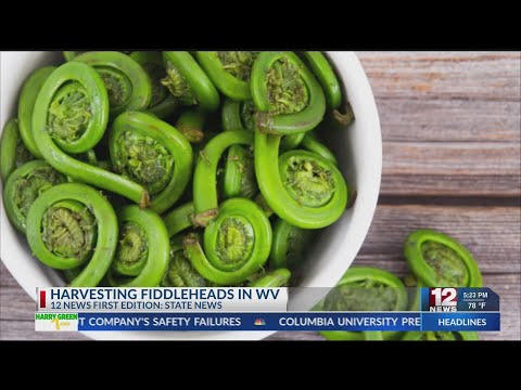 How to harvest fiddleheads, West Virginia’s lesser-known forageable vegetable