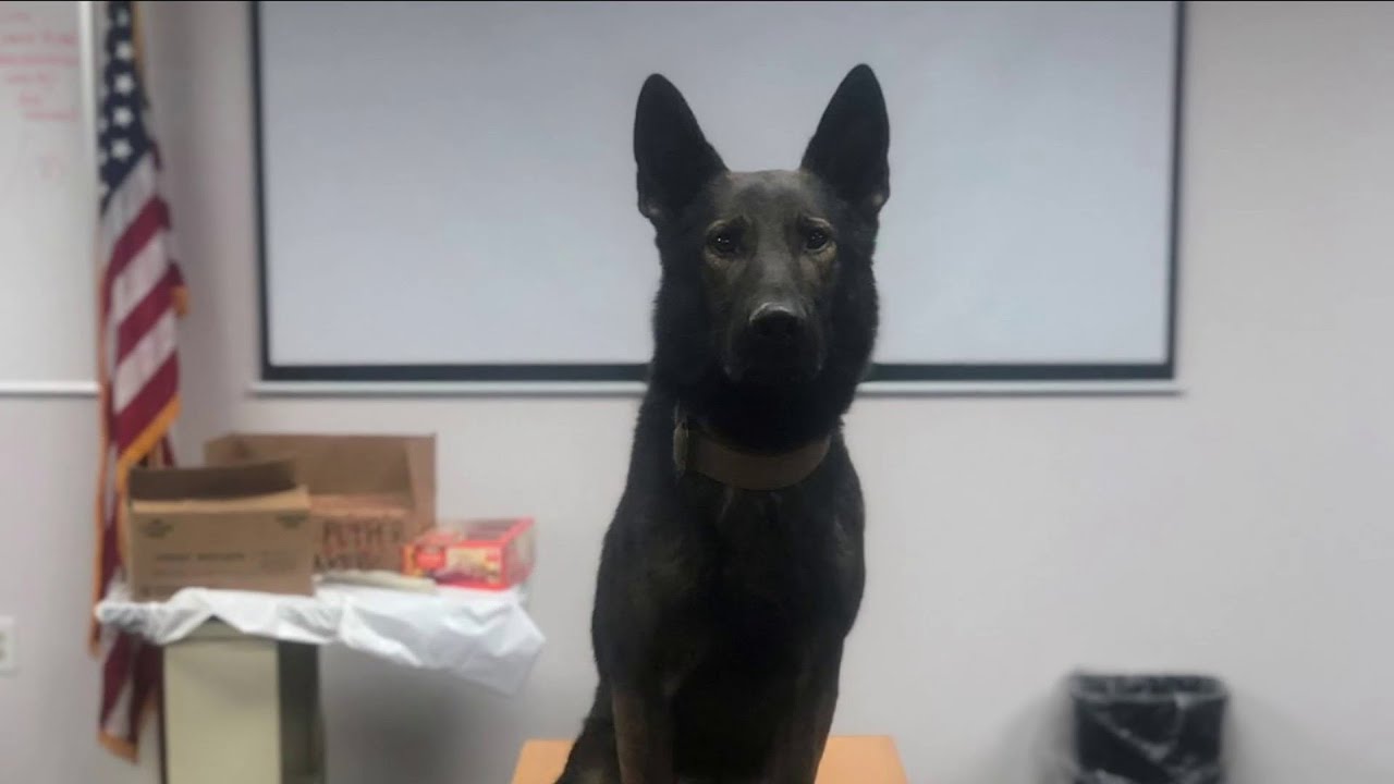 K-9 helps make drug bust on I-75, troopers say