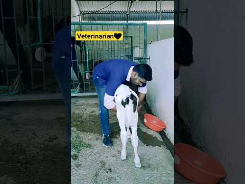 Veterinary Student's life || watch at the end 🥰 || Animal lover ❤🐾 #shorts #shortsfeed #vetlife
