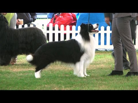 Richmond Dog Show 2016 - Pastoral group FULL