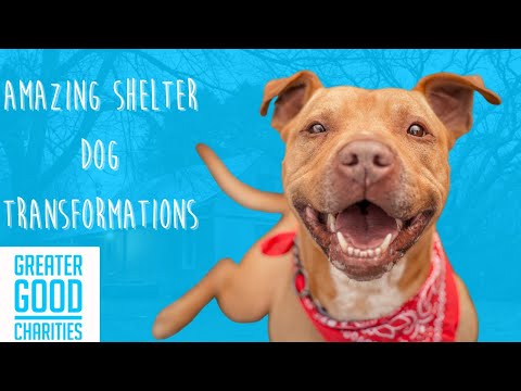 Vote for Your Favorite Shelter Dog Makeover: Dirty Dogs Contest 2023