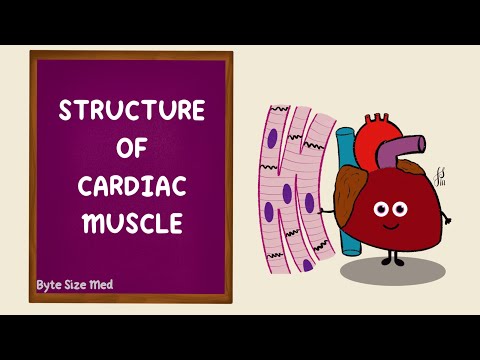 Structure of Cardiac Muscle | Cardiac Muscle Tissue | Cardiac Physiology