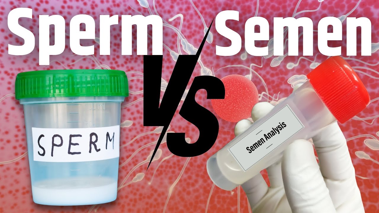 MALE FERTILITY: How Is Sperm Different From Semen?