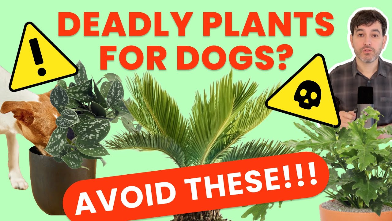 14 Toxic Houseplants for Dogs (And 5 Safer Alternatives)