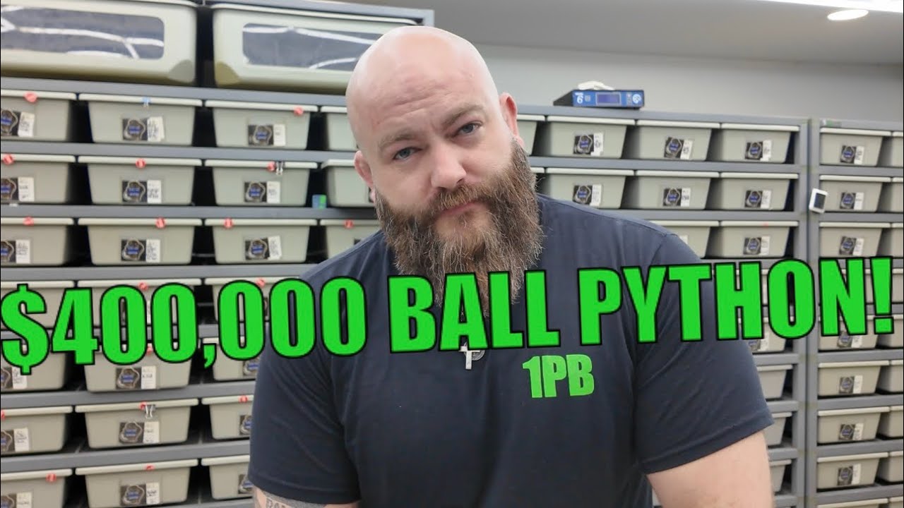 OUR $400,000 BALL PYTHON!