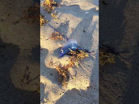 Venomous Beauty 💙 Portuguese Man O' War Washes Up on Florida Beach #animals #manowar #nature