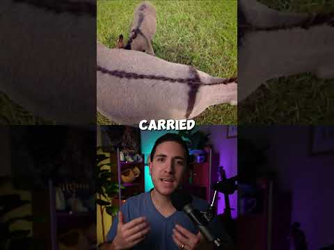 The donkey that carried Jesus 🥹🥹 #jesus #god #donkey #animals #bible #shorts
