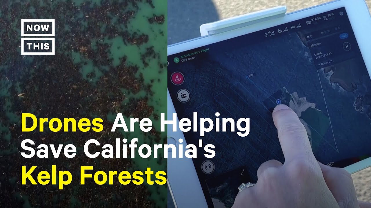 How Drones Are Helping to Restore CA’s Kelp Forests