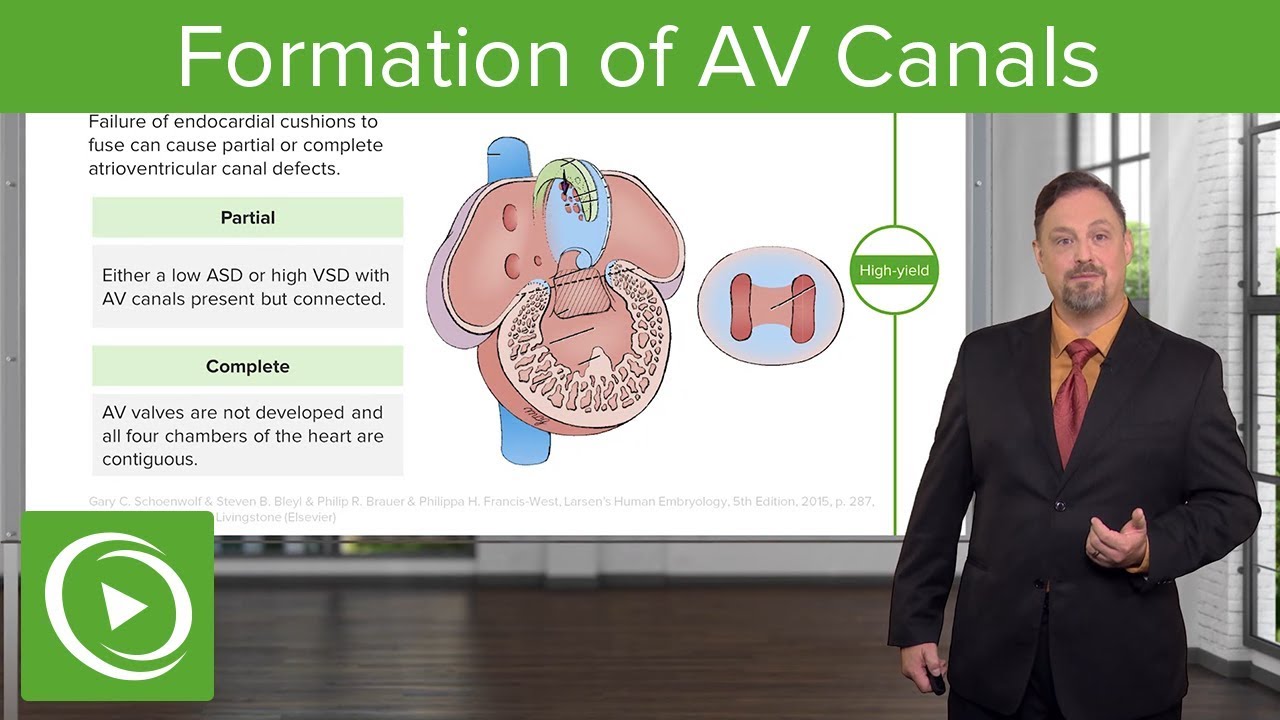 Formation of AV Canals – Embryology | Lecturio