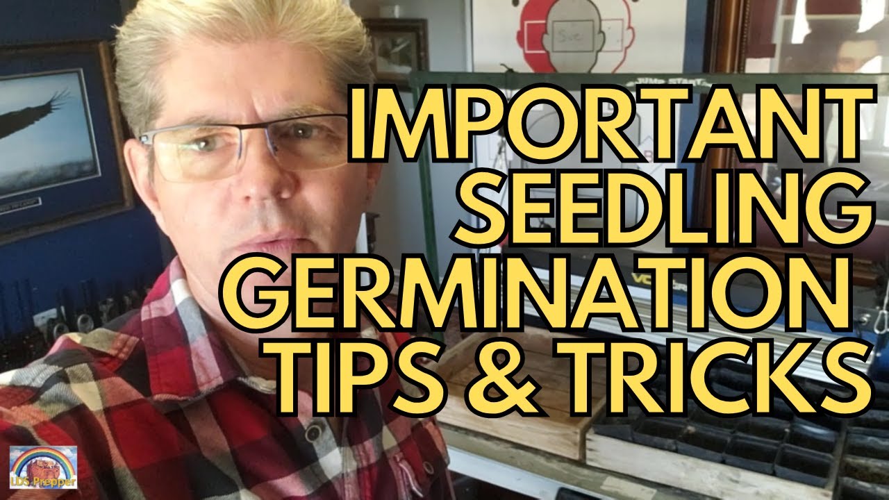 Vegetable Garden Seedling Production Essential Steps