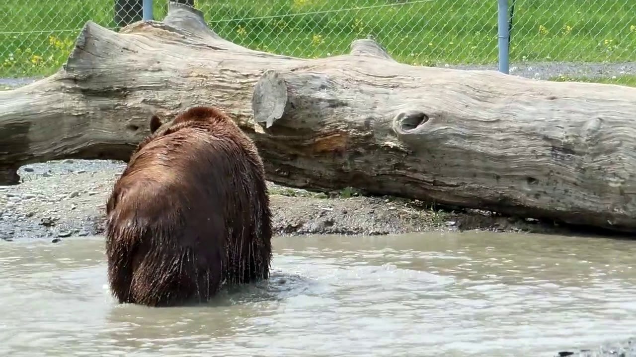 Leo playing in his pond with his favorite ball.
