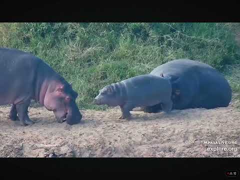 Cute Little Hippo Calf Has Words With Another Hippo and Mom Intervenes 03.05.2024 (explore.org)