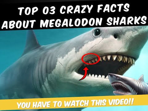 Top 03 Crazy Facts About Megalodon Sharks