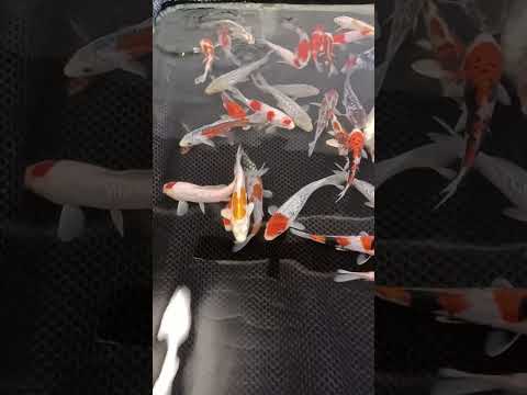 Japanese koi from Koda koi farm now at Derbyshire Koi