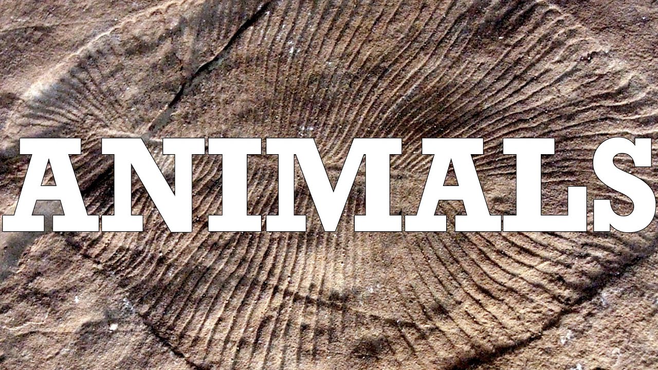 A Brief History of Animal Evolution