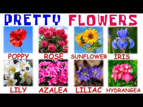 Pretty Flower Names | Types of Flowers | Names of Flower | English Vocabulary for Daily Use.