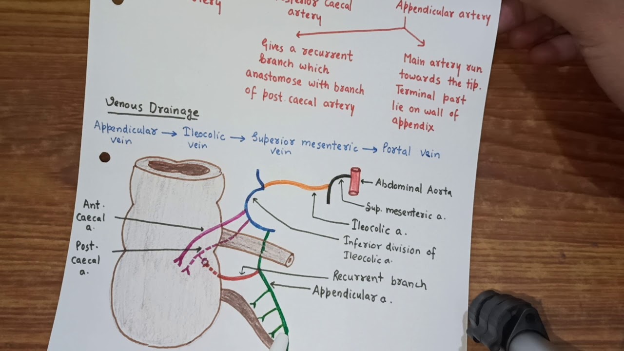 Vermiform Appendix ( Blood & Nerve supply , Lymphatic drainage )