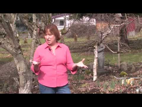 How to Grow a Serviceberry Tree