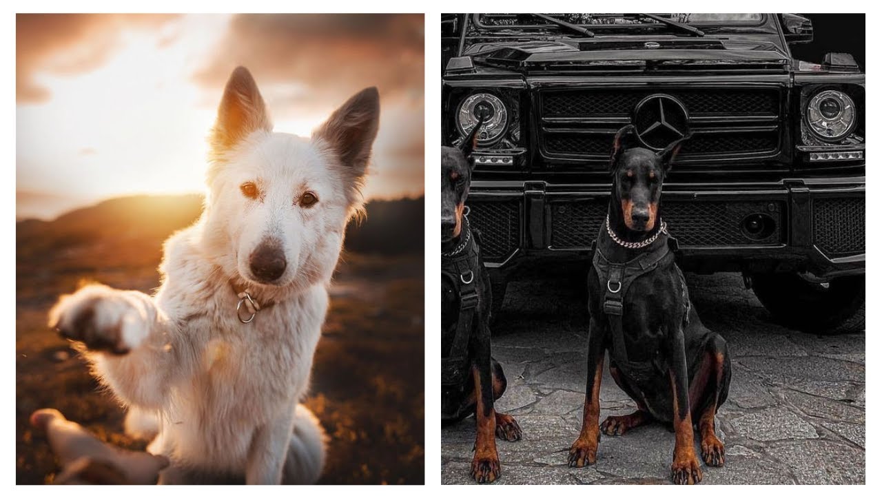 Adorable Cute Dog Pictures for Wallpaper | Best Puppy Photos for Your Walls