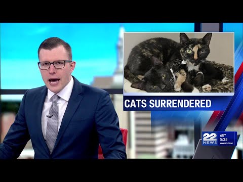 Mass. animal shelter takes in over 50 cats from caring owner