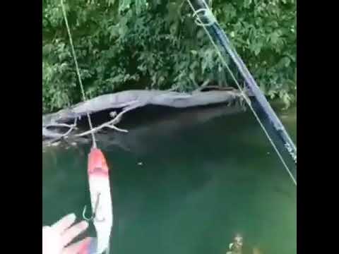 Gran pesca de siluro gigante bagre gigante viva fanpesca