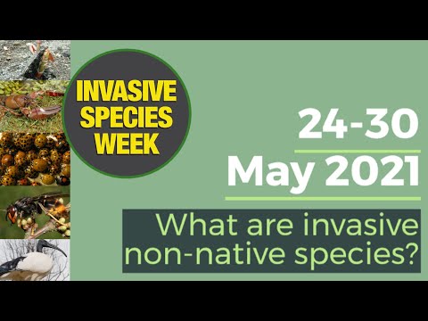 What are invasive non-native species?